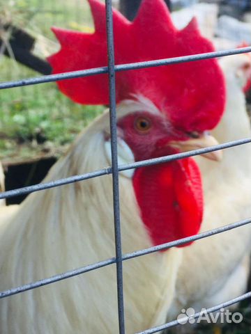 Петух леггорн