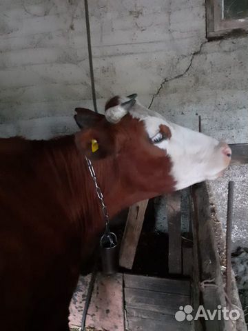 Продаю коров