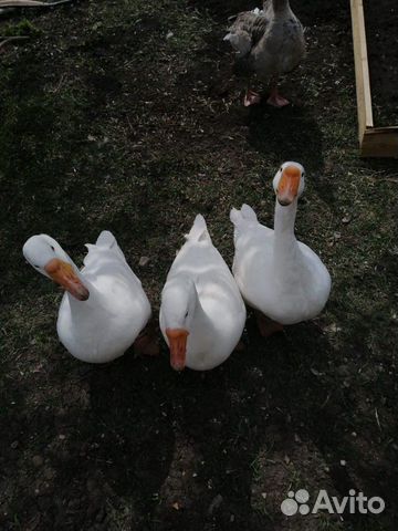 Семья гусей