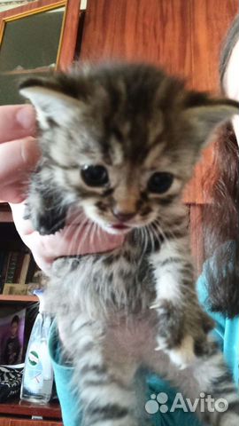 Котëнок ищет дом