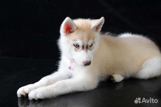 Щенки с документами