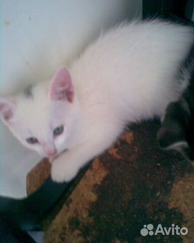 Европейской к/ш котята 1,5 мес