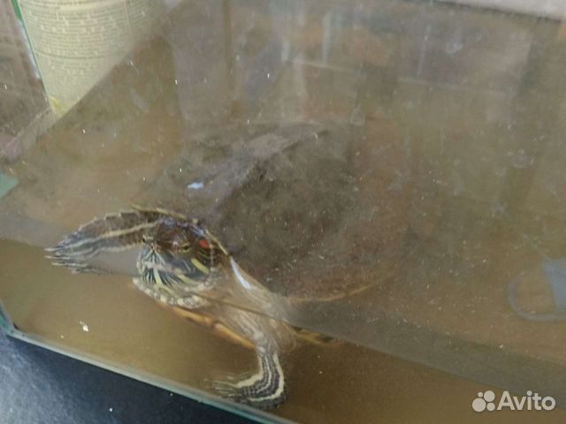 Красноухая черепаха бесплатно