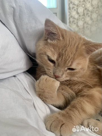 Отдам котика в добрые руки