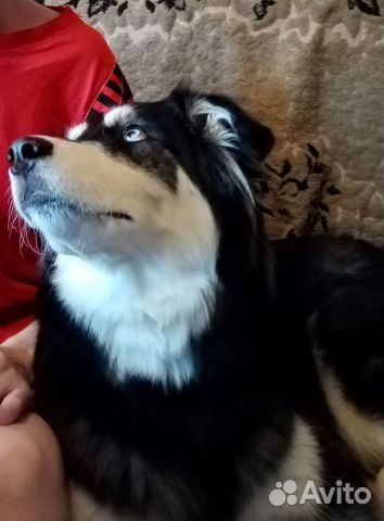 Собака в добрые руки метис от Хаски и Ретривером