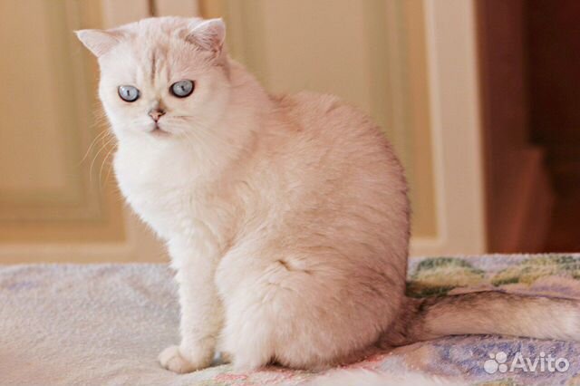 Кошка В дар