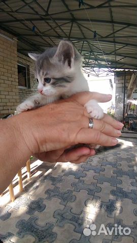 Две маленькие кошечки (1мес.) в добрые руки