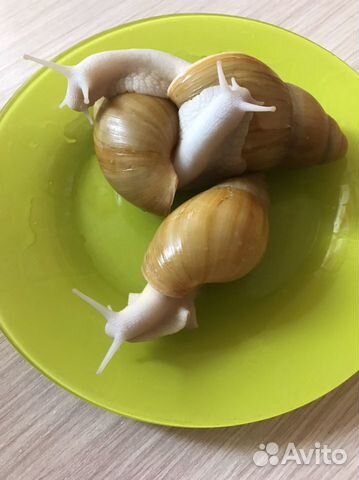 Улитки ахатины альбиносы