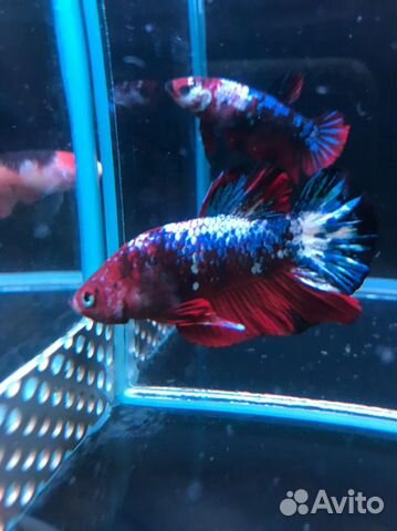 Рыбка петушок плакат кои