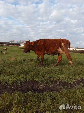 Телки стельные