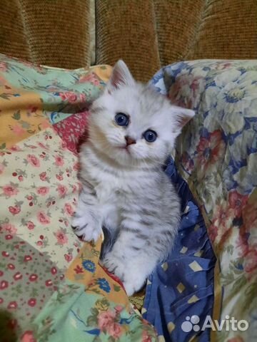 Шотландский страйтовый малыш