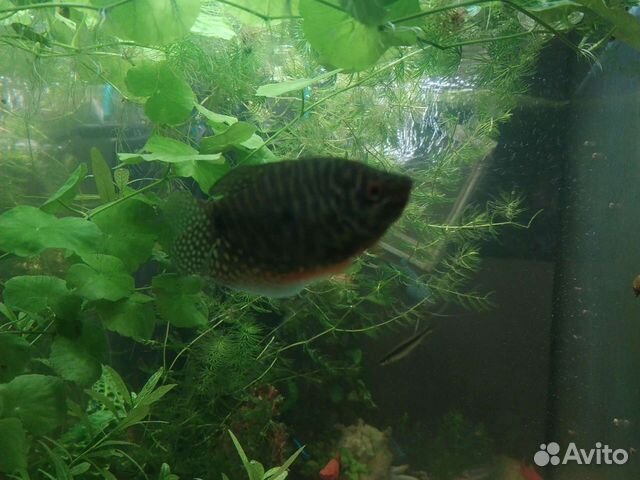 Аквариумные рыбы