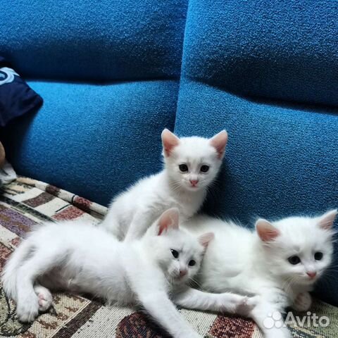 Котята в добрые руки бесплатно