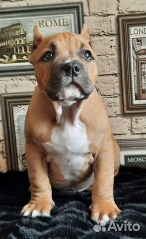 Мощные парни булли