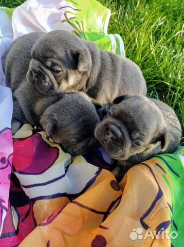 Щенки французского бульдога голубой солид