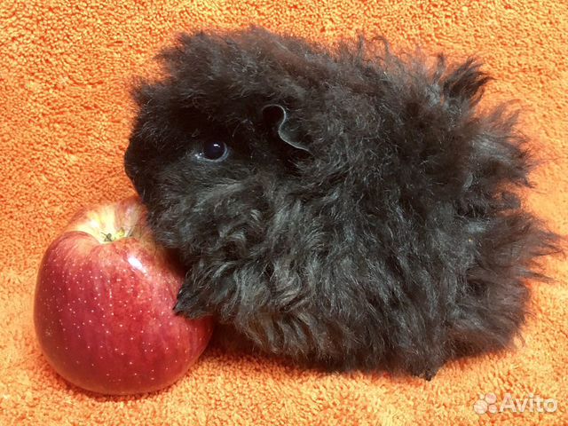 Морские свинки, Альпака. Самка