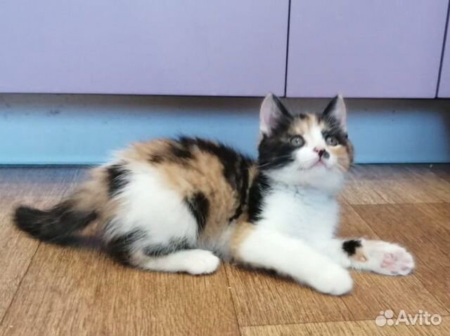 Котенок ищет семью