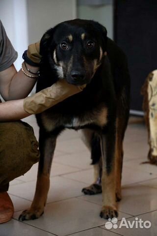 Гарри из приюта ищет дом