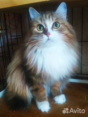 Красавица Сима, стерилизованная