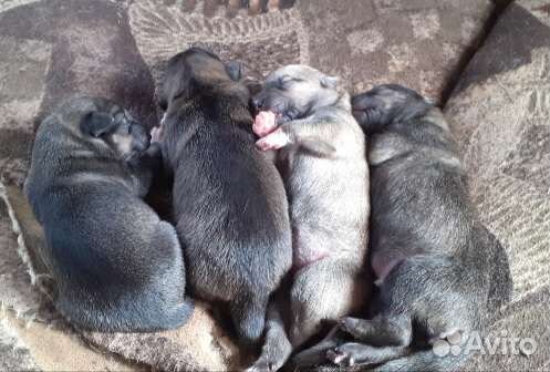 Щенок кавказской овчарки помесь с дворнягой