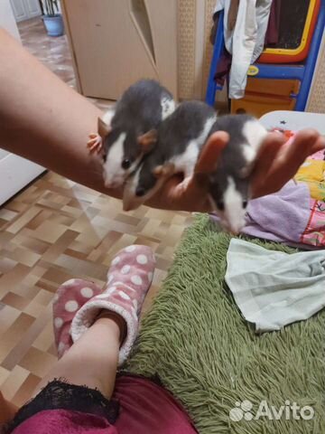 Продам крысок с клеткой,два крысенка маленьких и о