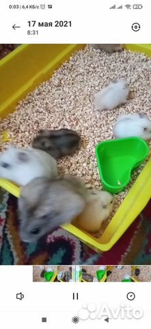 Джунгарский хомяк