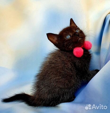 Котята "голубой дым"