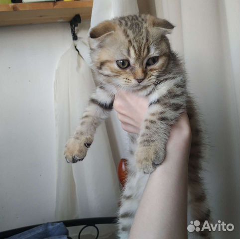 Шотландская вислоухая девочка