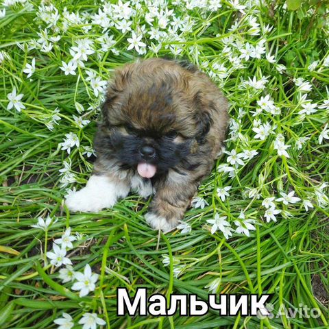 Пекинес щеночки