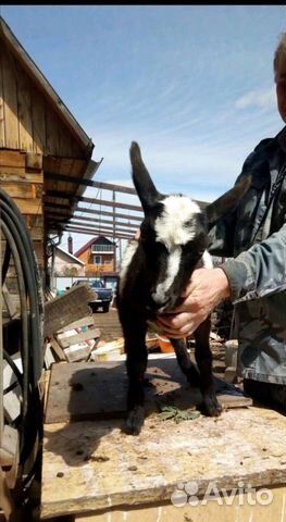 Зааненская коза козленок козочка