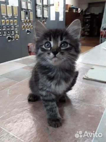 Котенок (мальчик, 2 месяца) в добрые руки