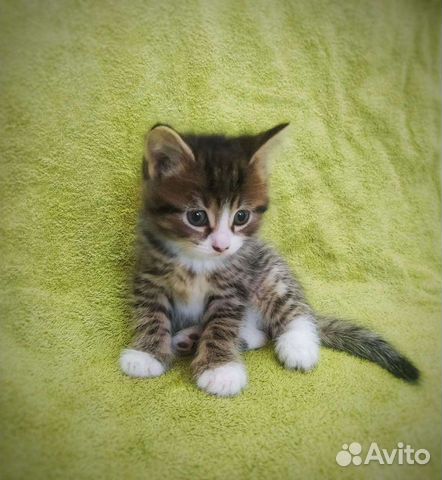 Котенок девочка Милка 1,5мес