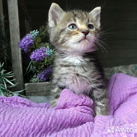 Мини-kitties
