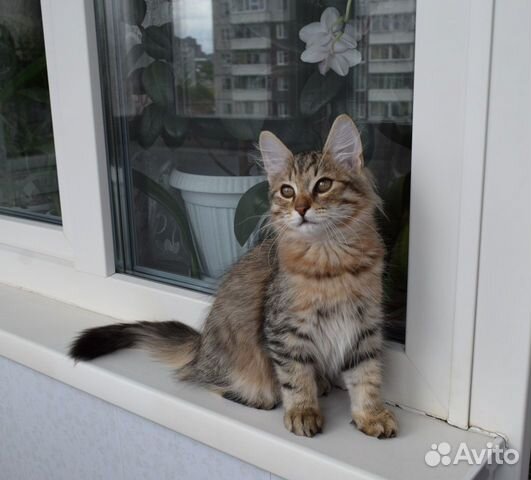 Отдам котенка в добрые руки (кот)