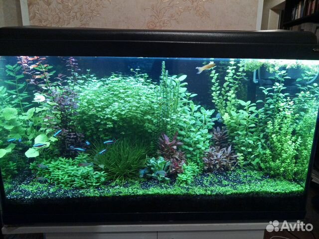 Продаю аквариум c растениями