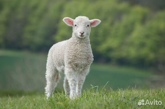 Овцы барашки