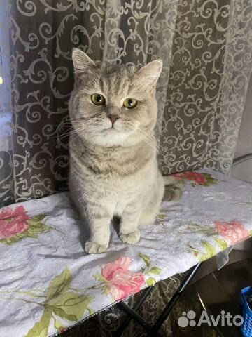 Британская кошка