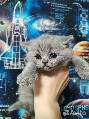 Британские котята