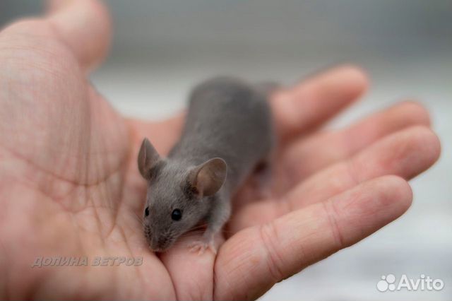 Лиловые мышки