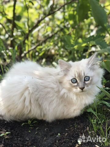 Невские маскарадные котята