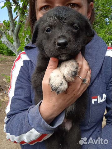 Собака