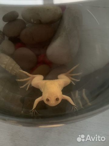 Лягушка шпорцевая