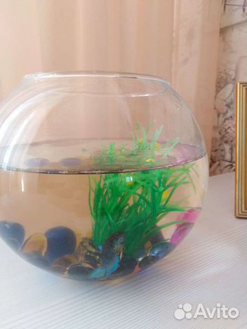Рыбка с аквариумом