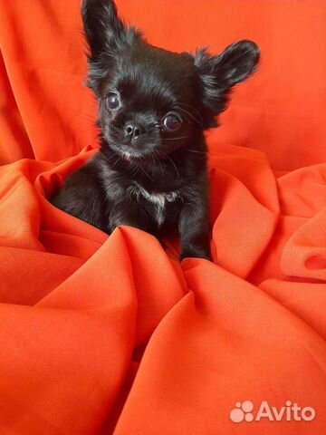 Чихуа мальчик