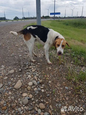 Русская борзая