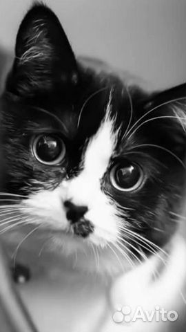Черно-Белые Котята Маркизы в дар