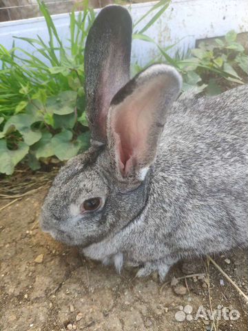 Кролик советская шиншилла