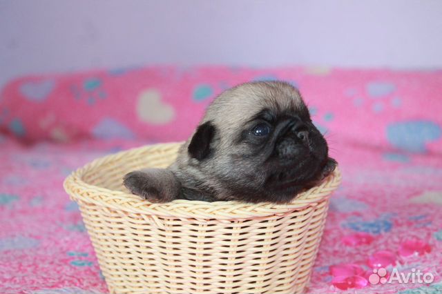 Мопсо-счастье от Чемпионов (РКФ-FCI)