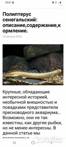 Рыбка для аквариума