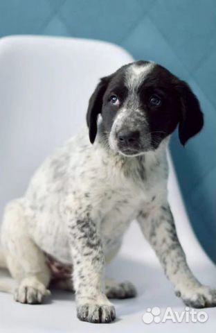 Щенок в добрые руки